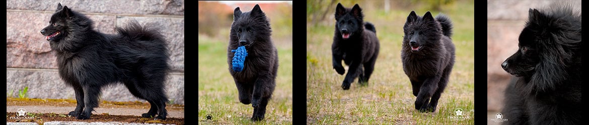 Grosspitz - suuri saksanpystykorva, uhanalainen ja alkukantainen koirarotu