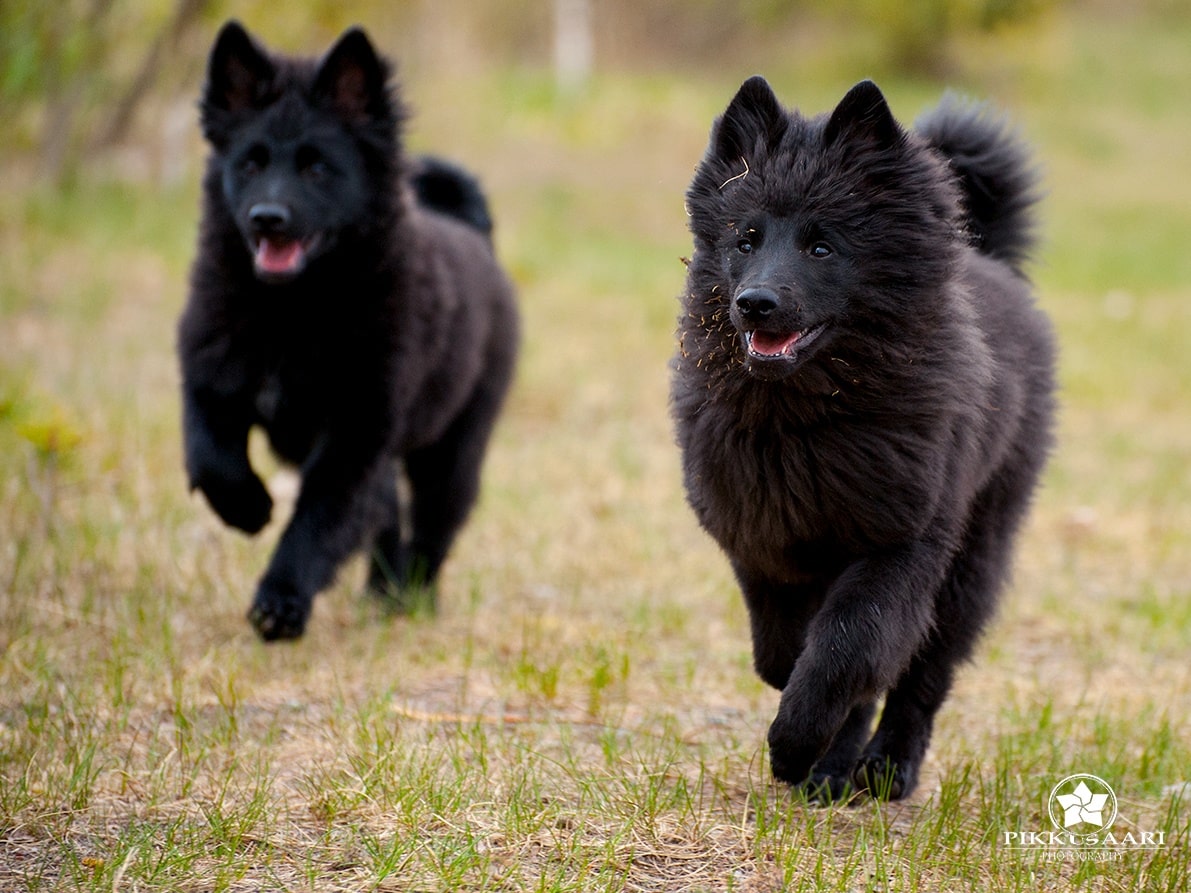 Grosspitz -historiaa ja rotutietoa - Jäbä & Nöpö, Grosspitz Suomessa